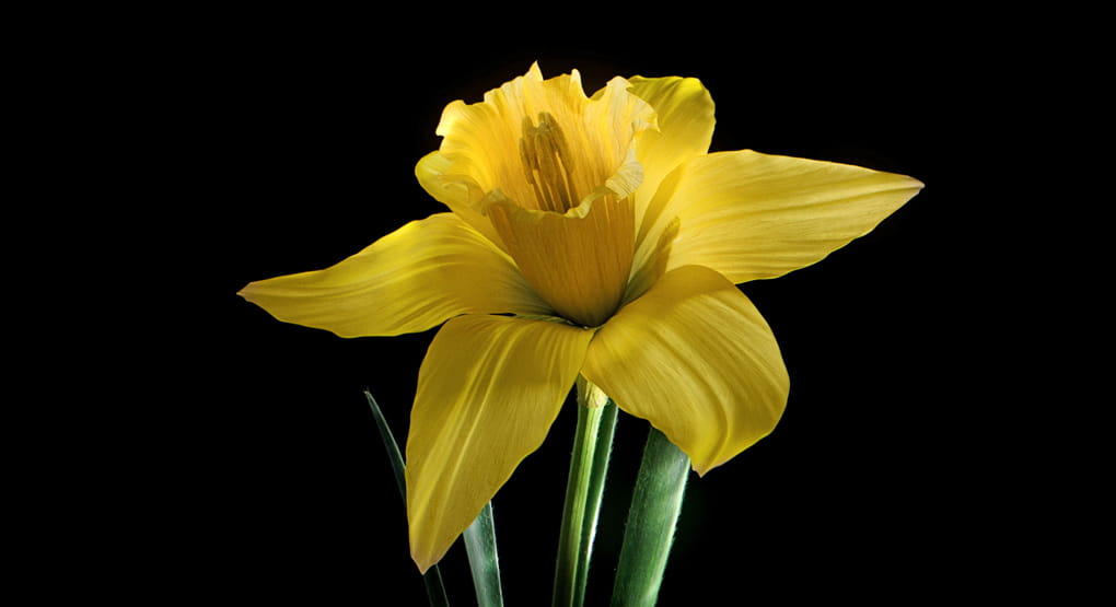 This Daffodil Month, it will take all of us to help hope bloom ...